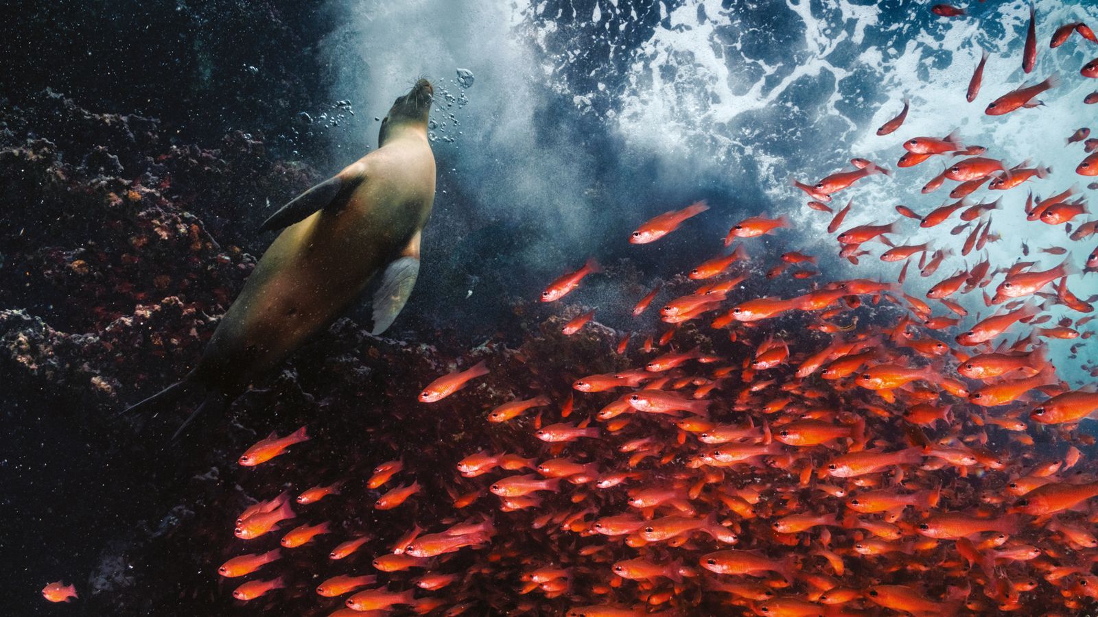 Listen: Exclusive podcast with legendary conservation photographer ...